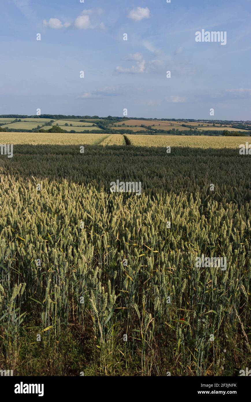 Neolithic britain farming hi-res stock photography and images - Alamy