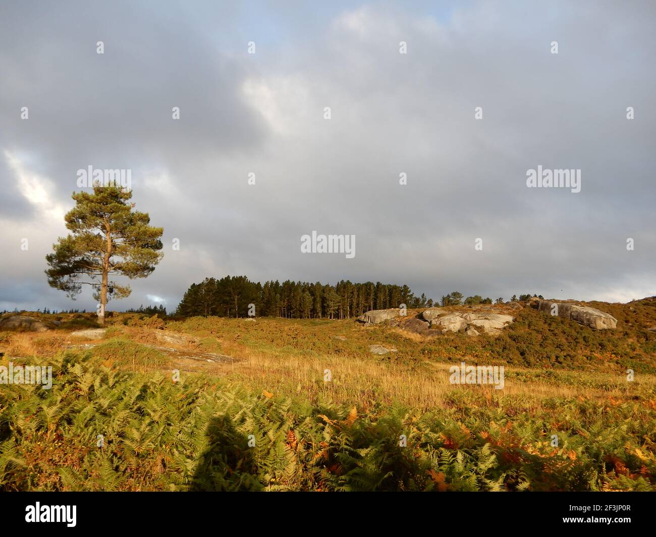 Field of yellow or golden hue in Galicia with trees and clouds in ...