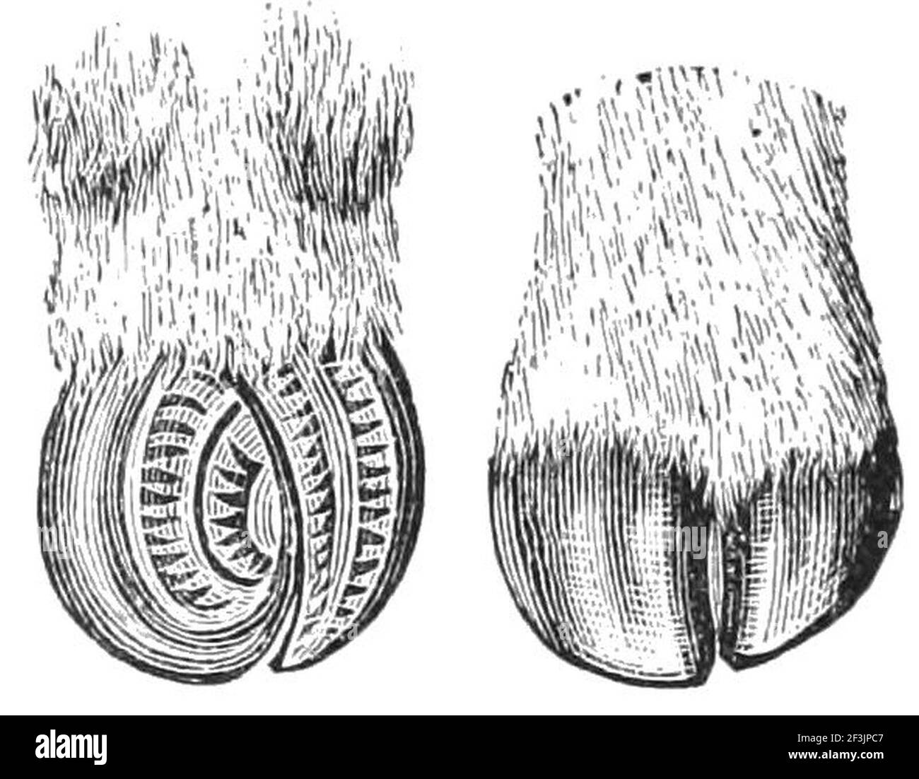 Musk ox or musk ox Black and White Stock Photos & Images - Alamy