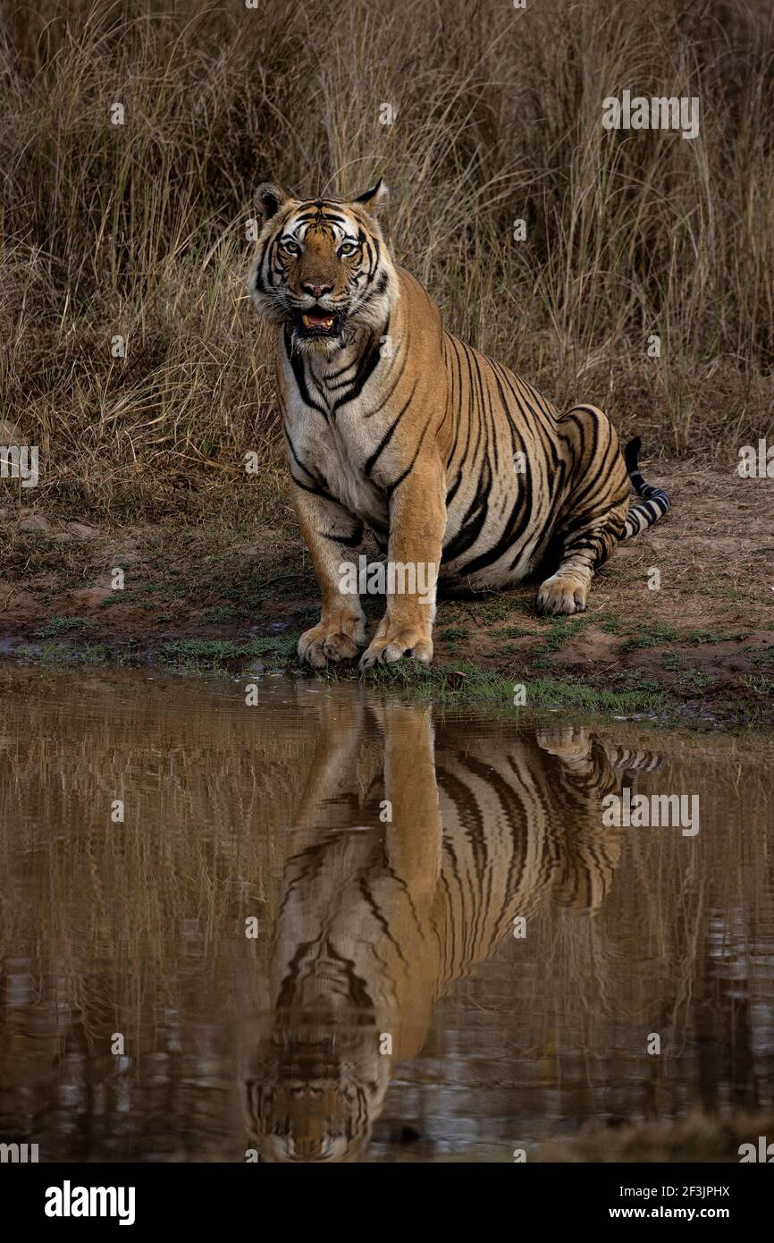 Royal Bengal Tiger High Resolution Stock Photography and Images - Alamy