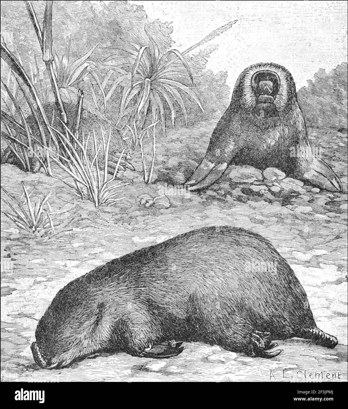 Notoryctes typhlops hi-res stock photography and images - Alamy