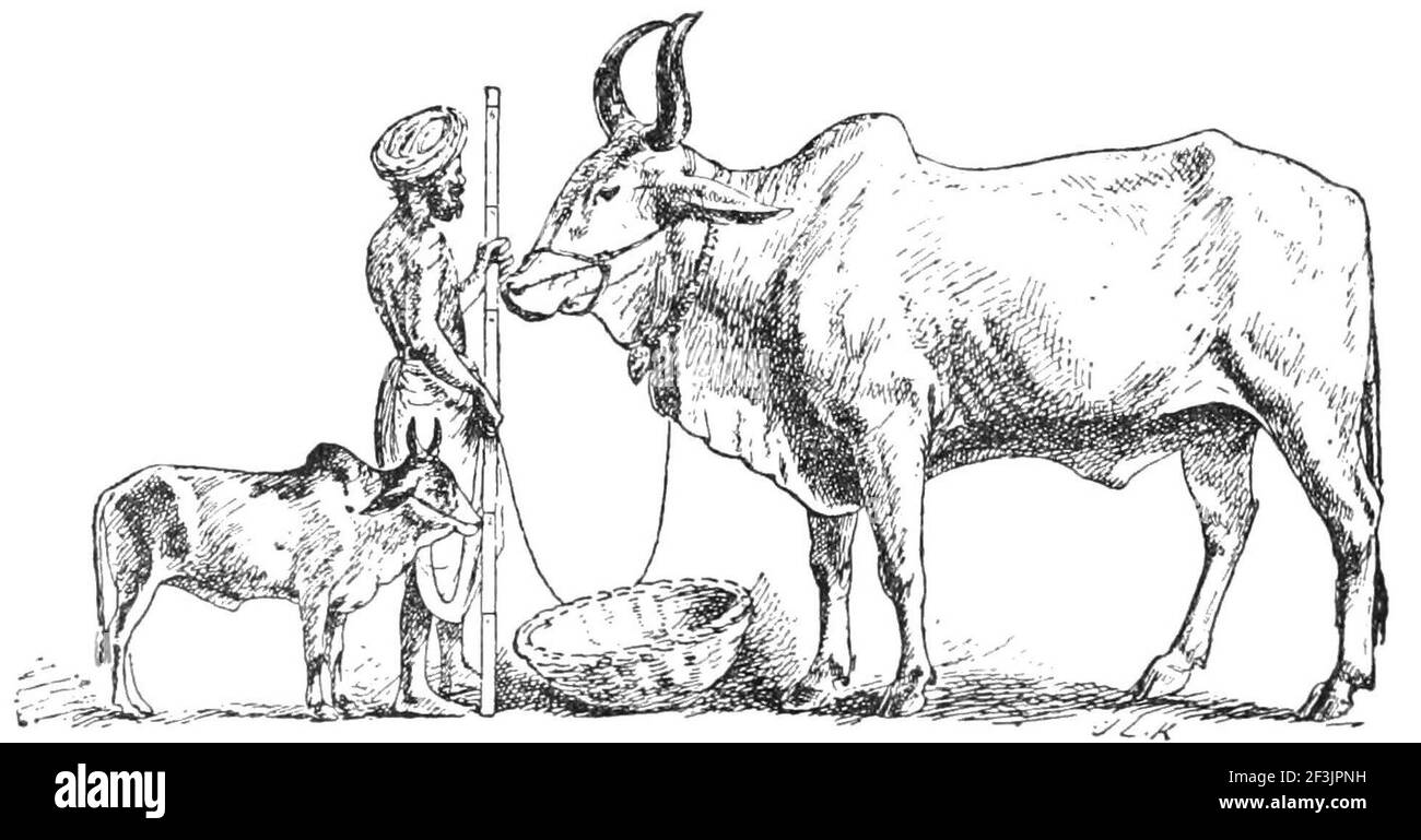 Comparative sizes of breeds of indian oxen Stock Photo - Alamy