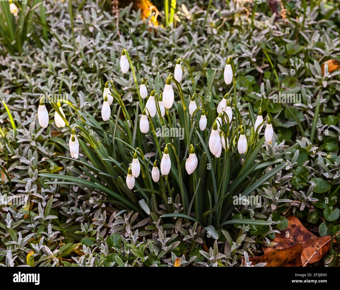 Beautiful snow bells in Baden Baden spa gardens. Baden Württemberg ...