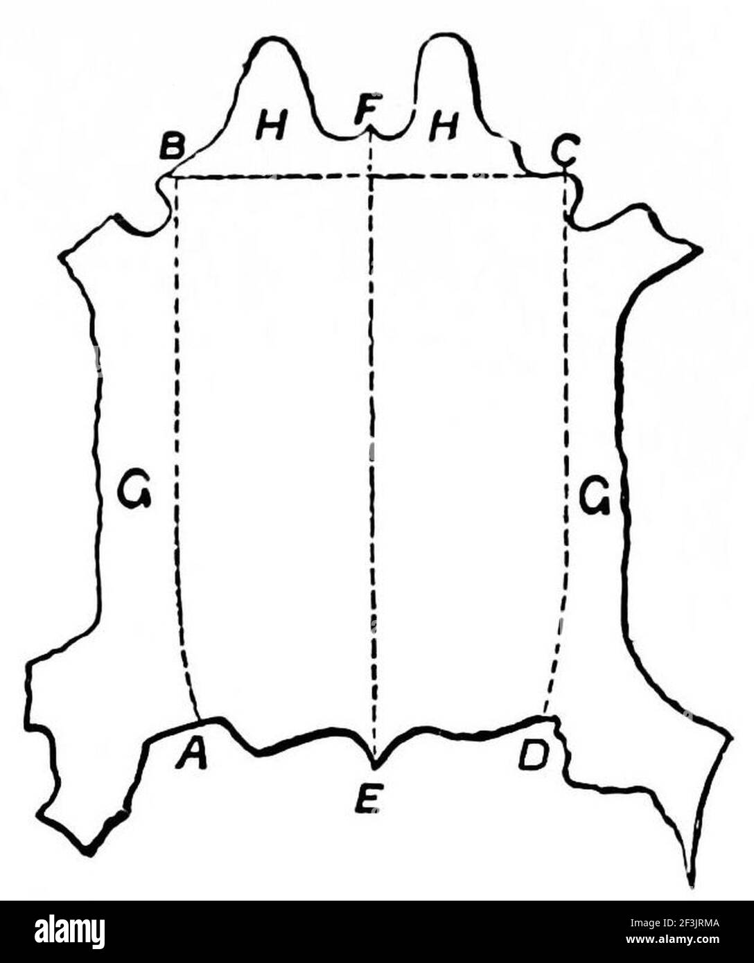 Divisions of a hide Stock Photo - Alamy
