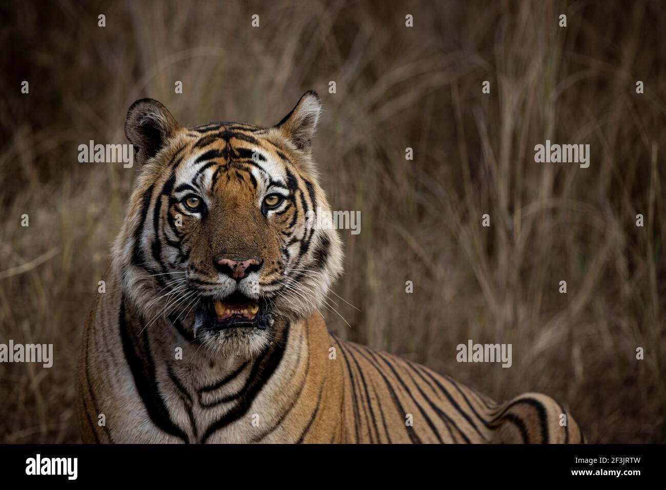 Royal Bengal Tiger High Resolution Stock Photography and Images - Alamy