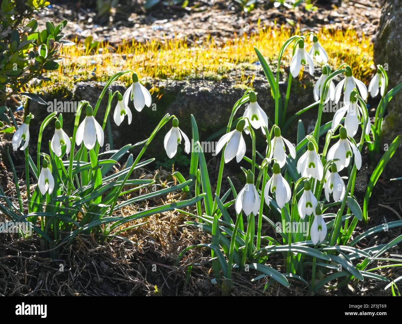 Beautiful snow bells in Baden Baden spa gardens. Baden Württemberg ...
