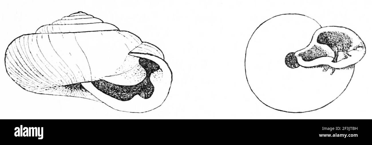 Three toothed snail and carolus labyrinthus Stock Photo - Alamy