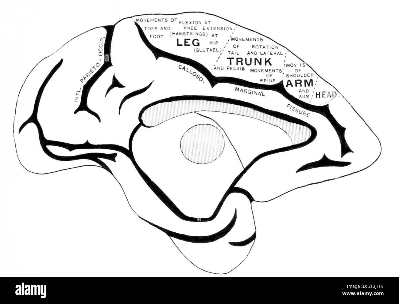 Median surface of the monkey brain Stock Photo - Alamy