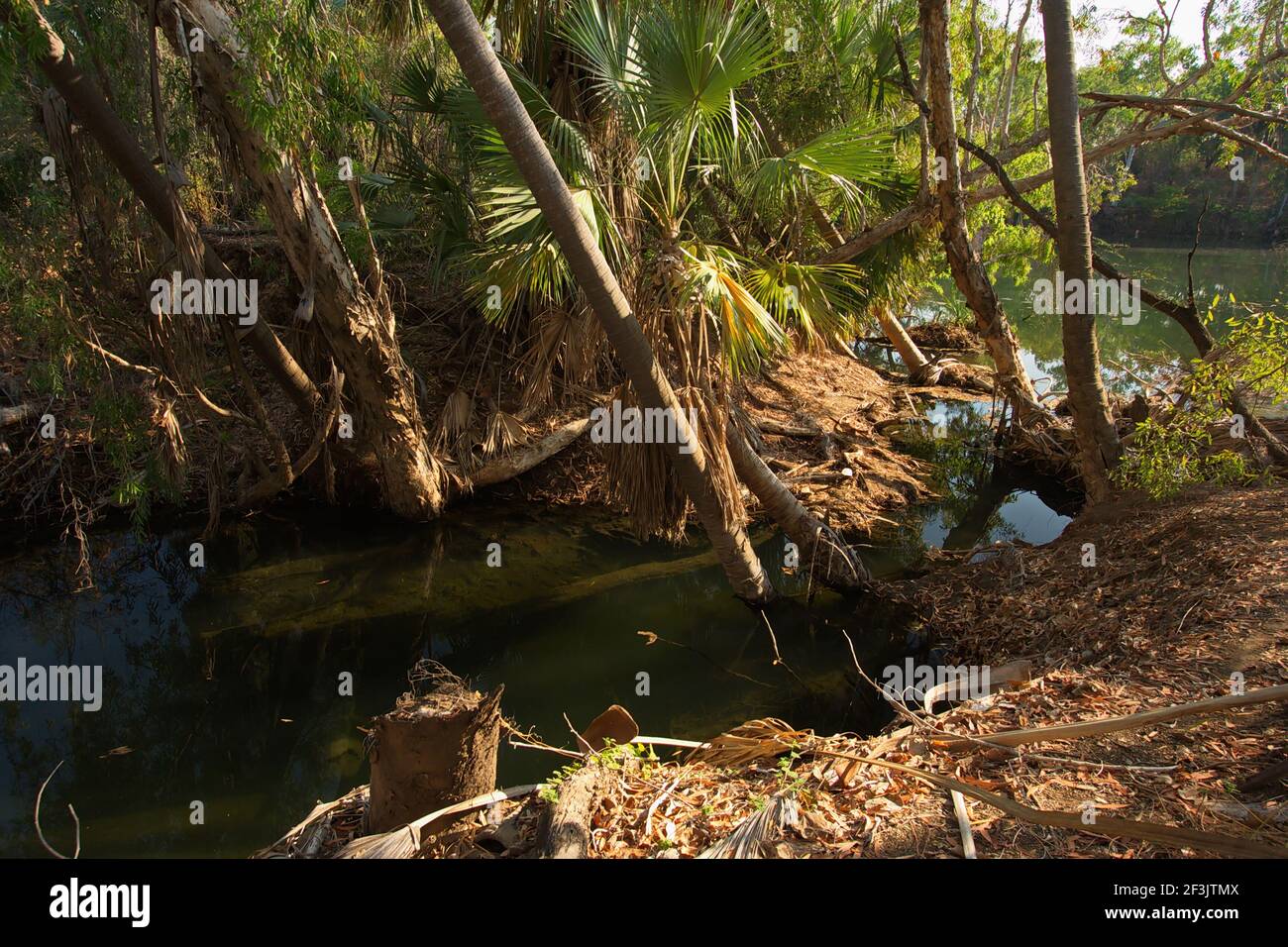 Forest at Mataranka Falls in Northern Territory in Australia Stock ...