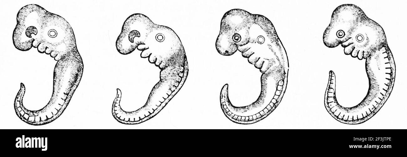 Four different species of embryos Stock Photo - Alamy