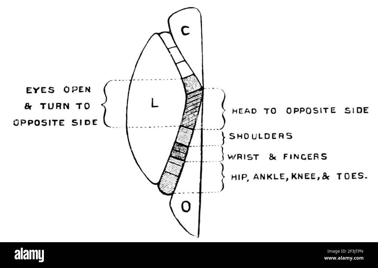 Diagram of the nerve connections inner capsule Stock Photo - Alamy