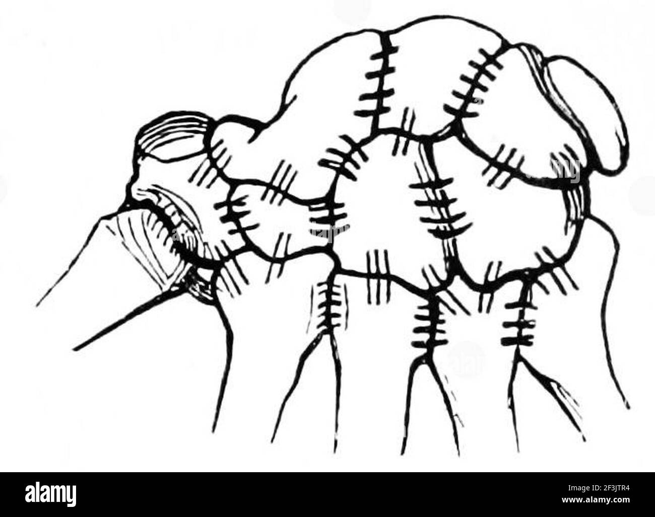 Carpus Cut Out Stock Images & Pictures - Alamy