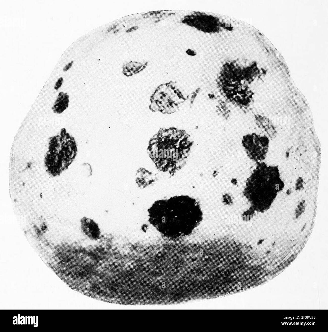 Blotch Black and White Stock Photos & Images - Alamy