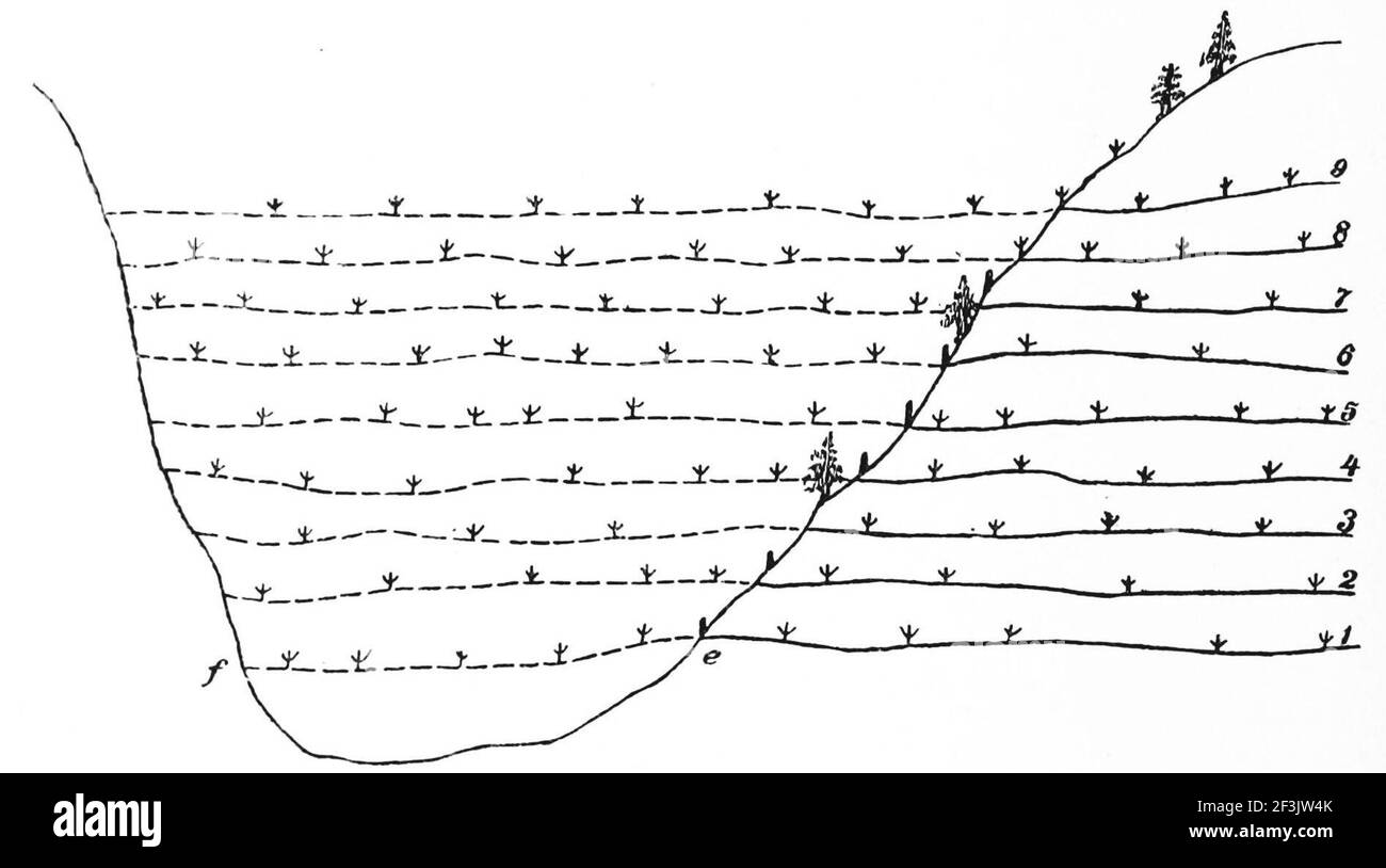 Ancient and living tree line Stock Photo - Alamy