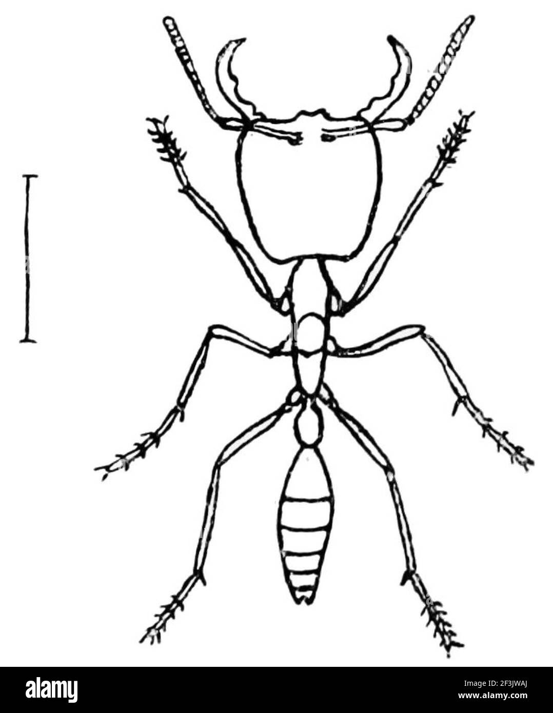 Driver ant hi-res stock photography and images - Alamy