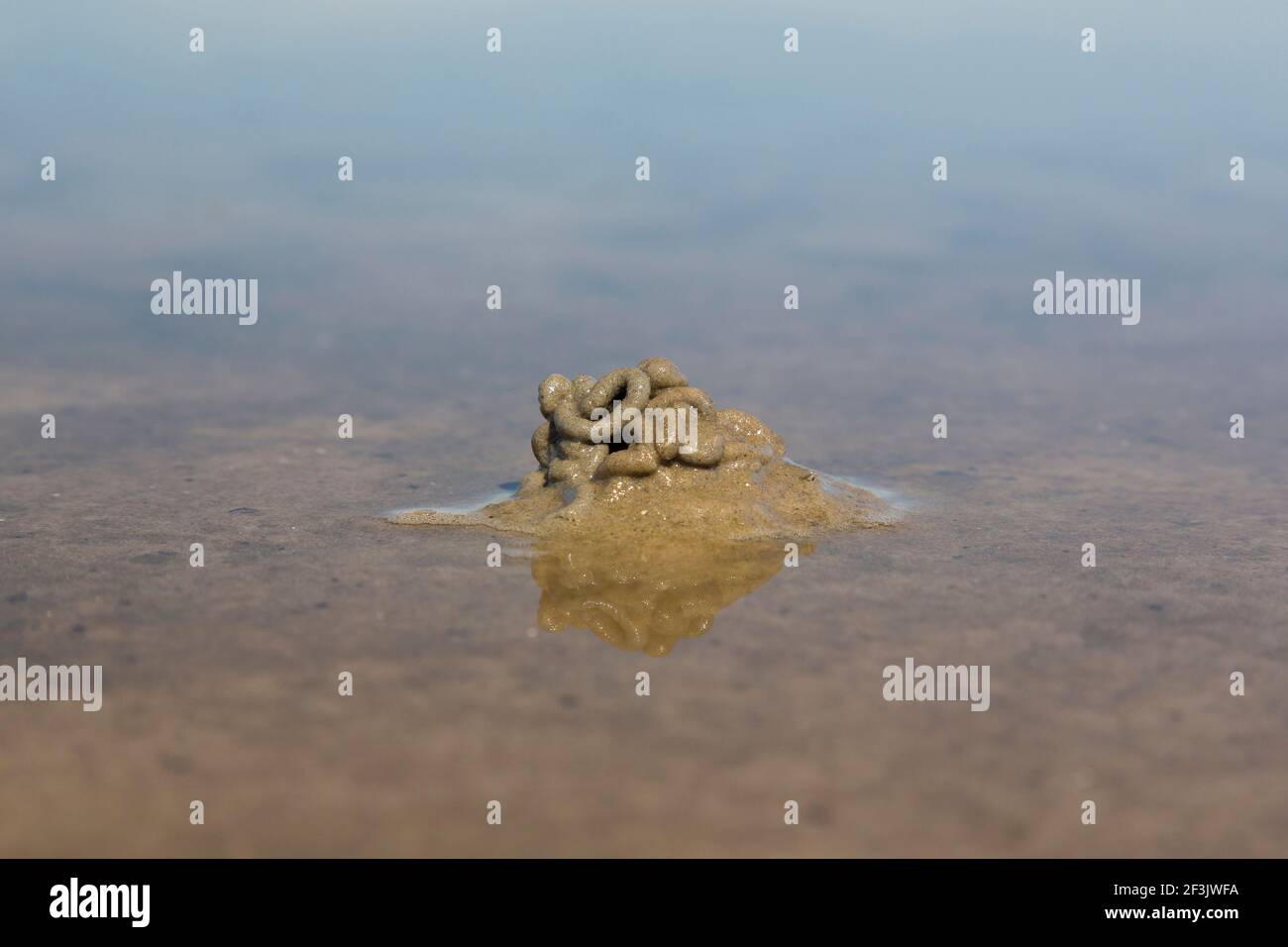 European Lugworm, Sandworm (Arenicola marina). Casts of defaected ...
