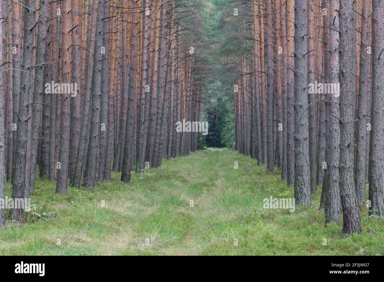 Pine tree monoculture hi-res stock photography and images - Alamy