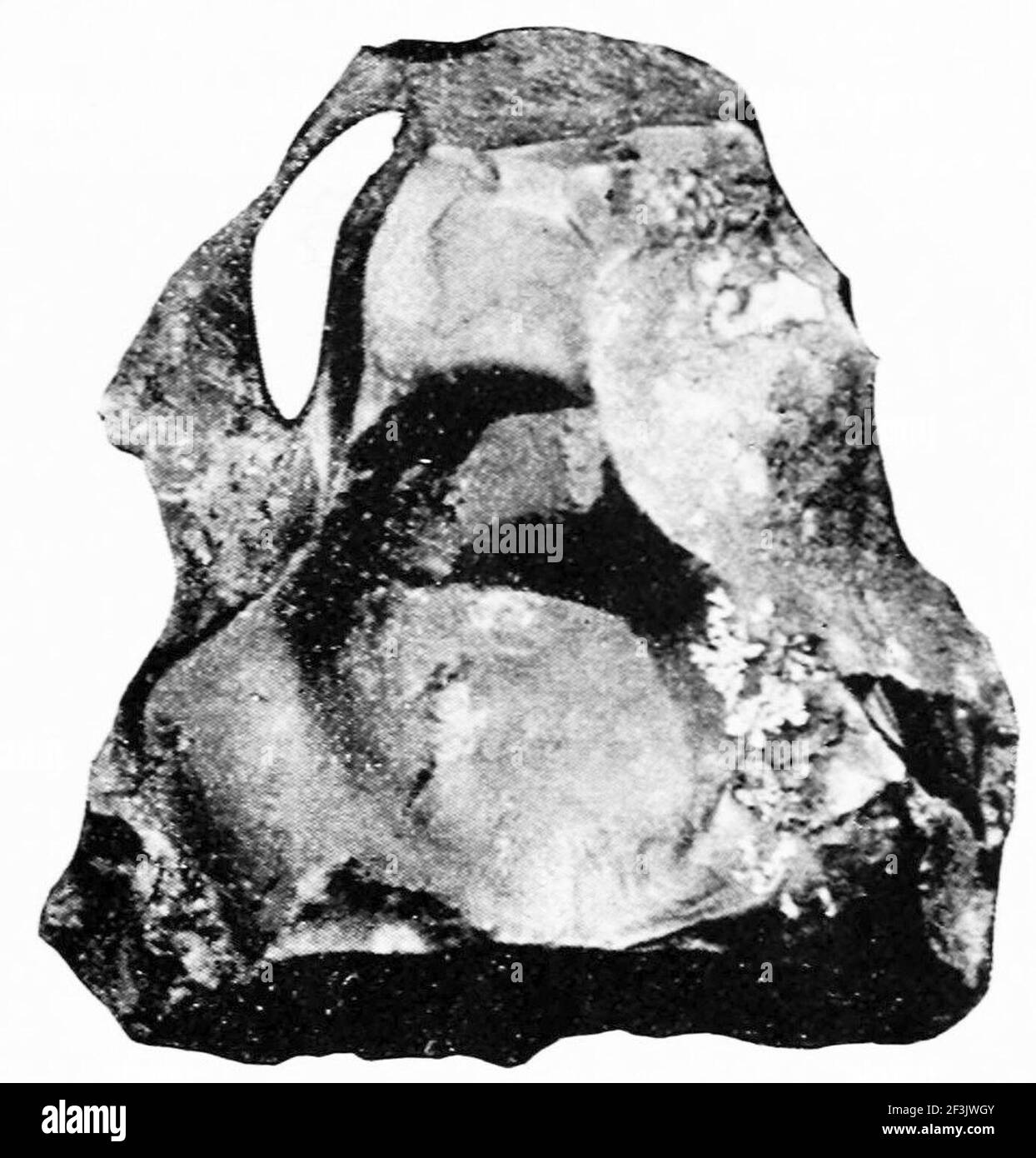 Nodule of jasper flaked on one side from long swamp Stock Photo - Alamy