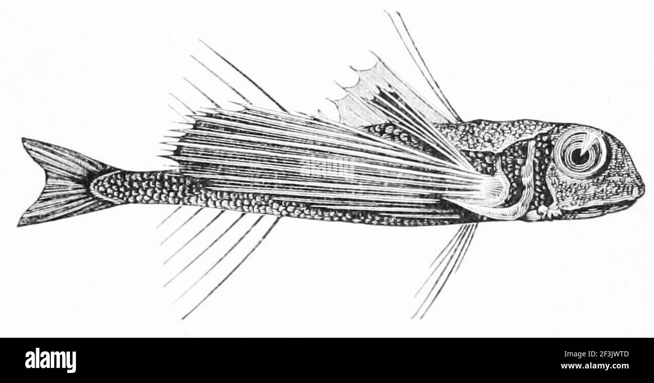 Gurnard Cut Out Stock Images & Pictures - Alamy