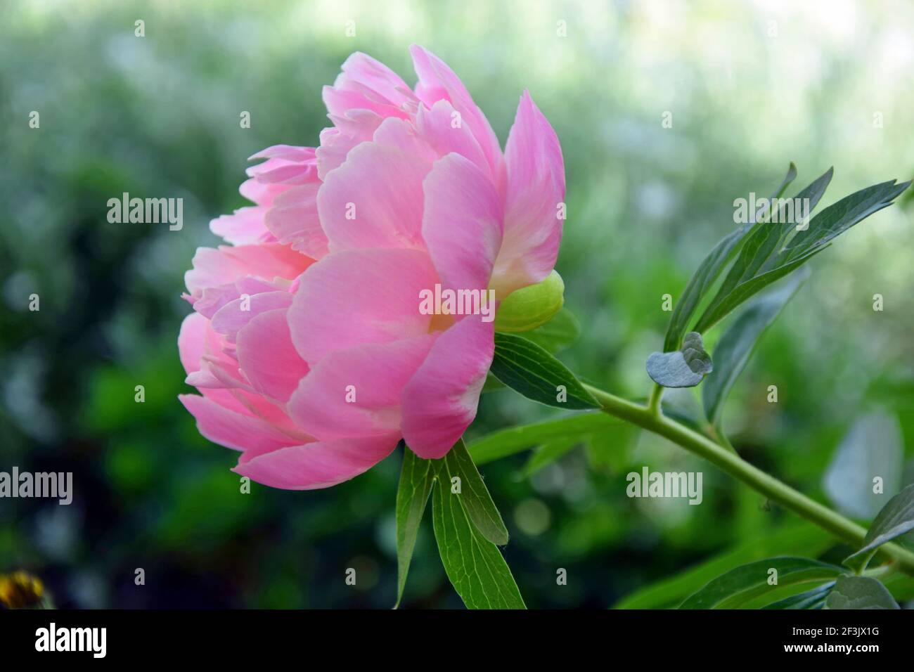 Peony side view hi-res stock photography and images - Alamy