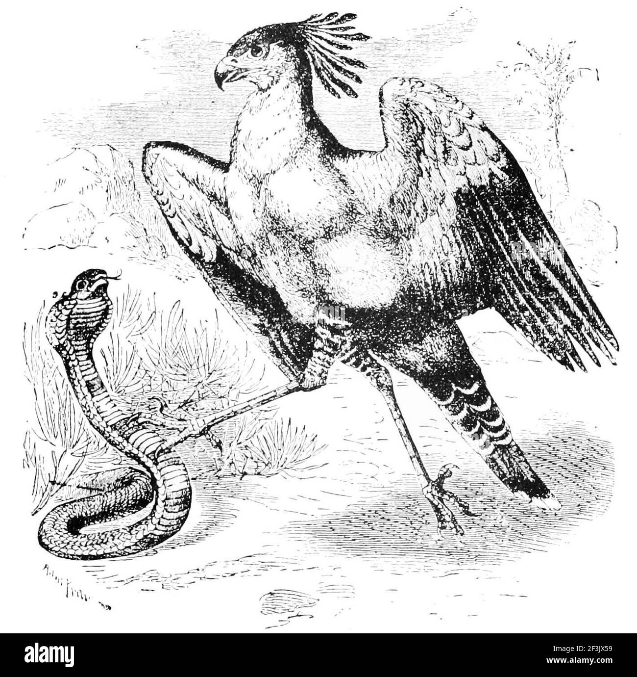 Fight between a secretary bird and a snake Stock Photo - Alamy