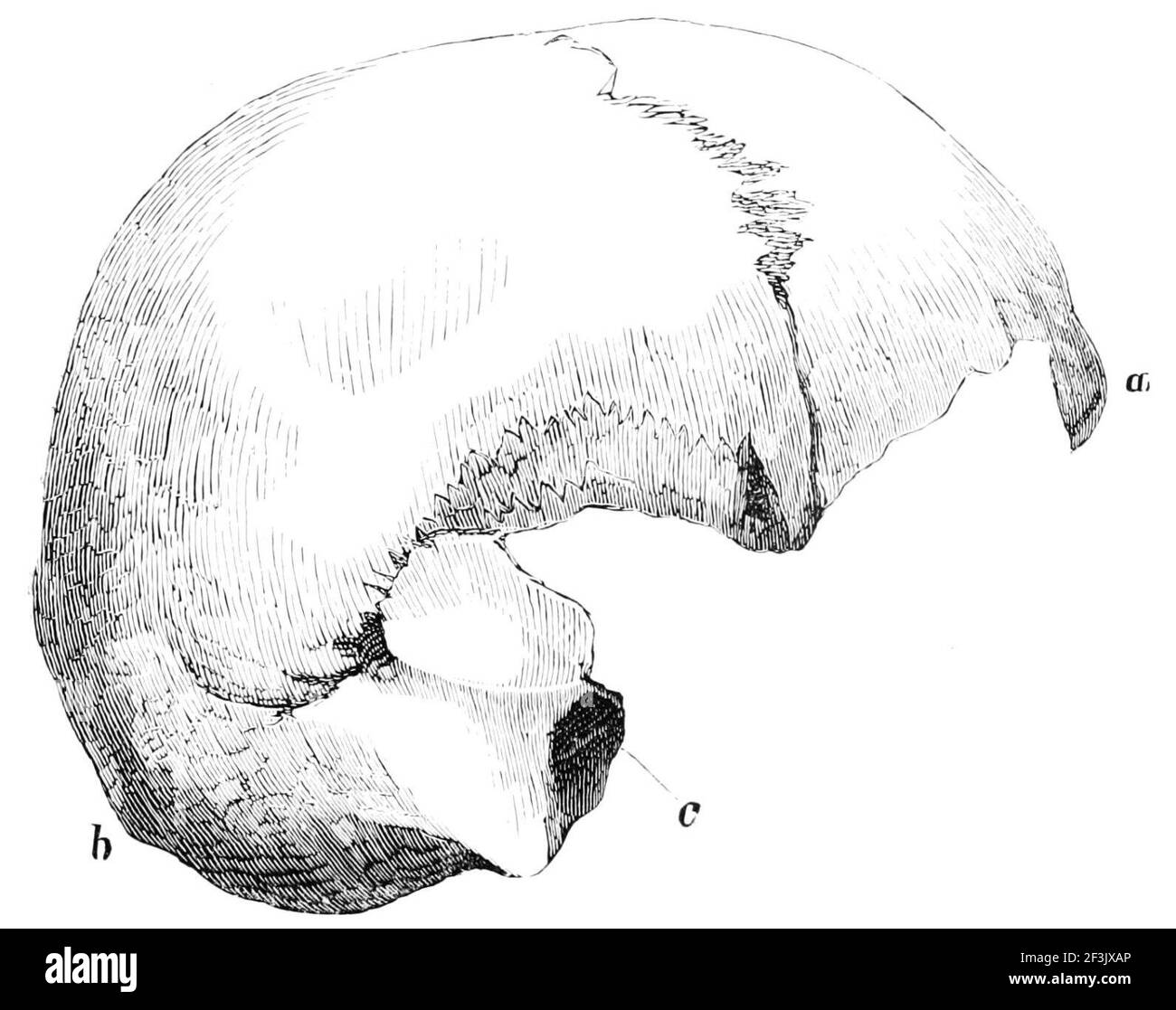 Skull from the cave of engis Stock Photo - Alamy