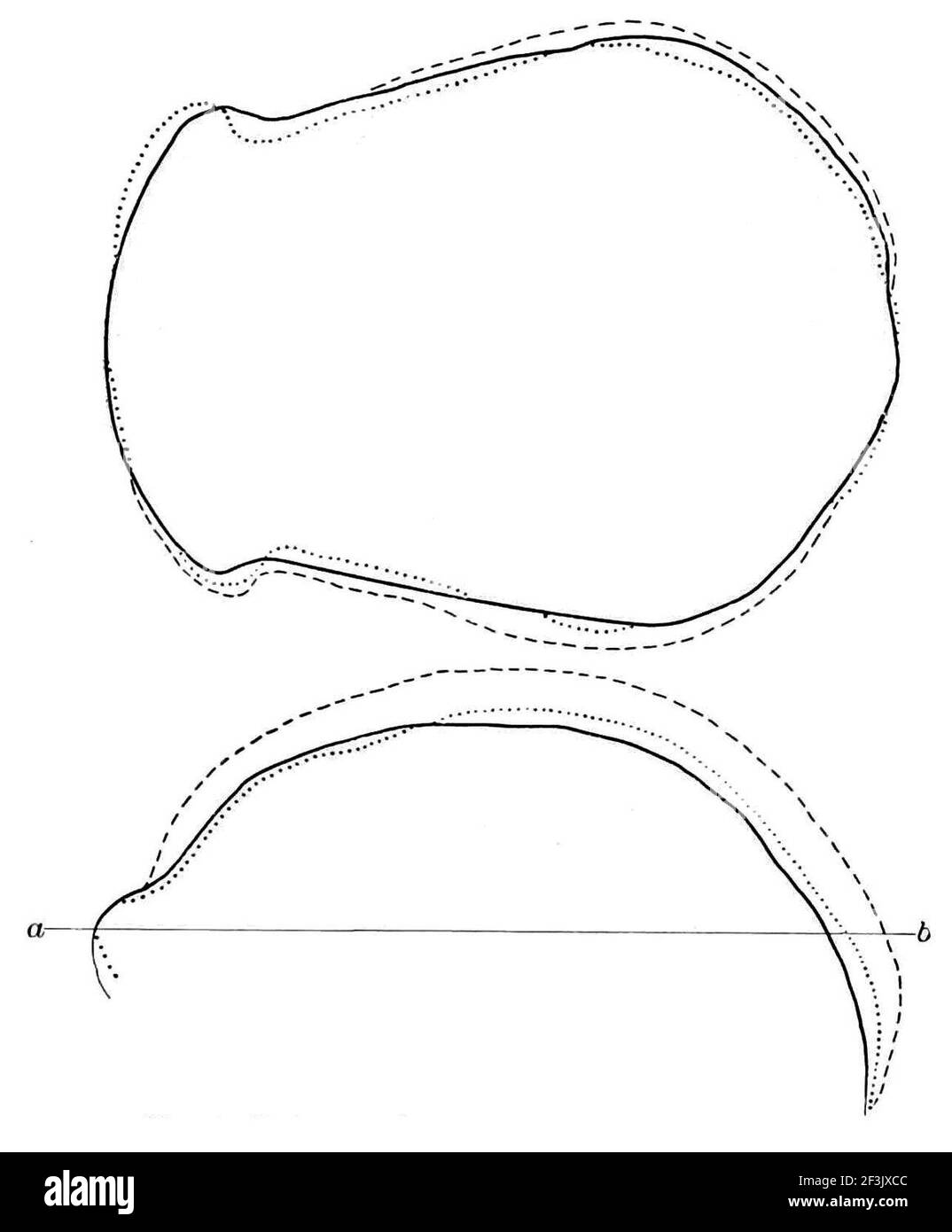 Superimposed drawings of skull outlines Stock Photo - Alamy