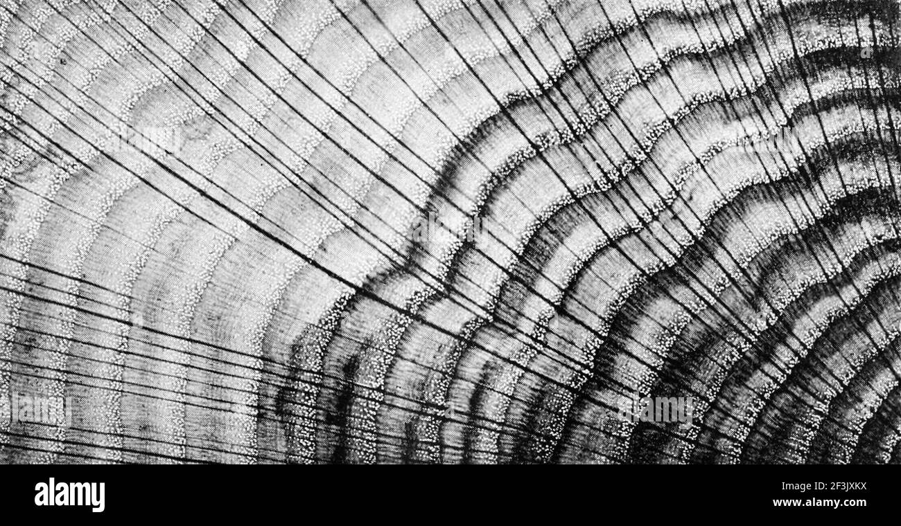 Cross section of pin oak Stock Photo - Alamy