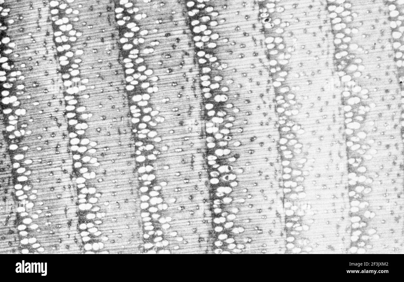 Cross section of ash magnified Stock Photo - Alamy