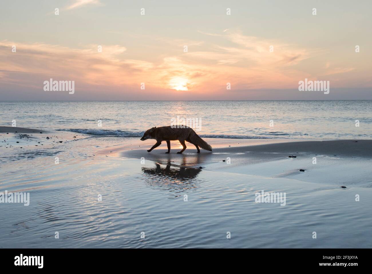 Juvenile Red Fox (Vulpes vulpes) on the beach at sunset, Mecklenburg ...