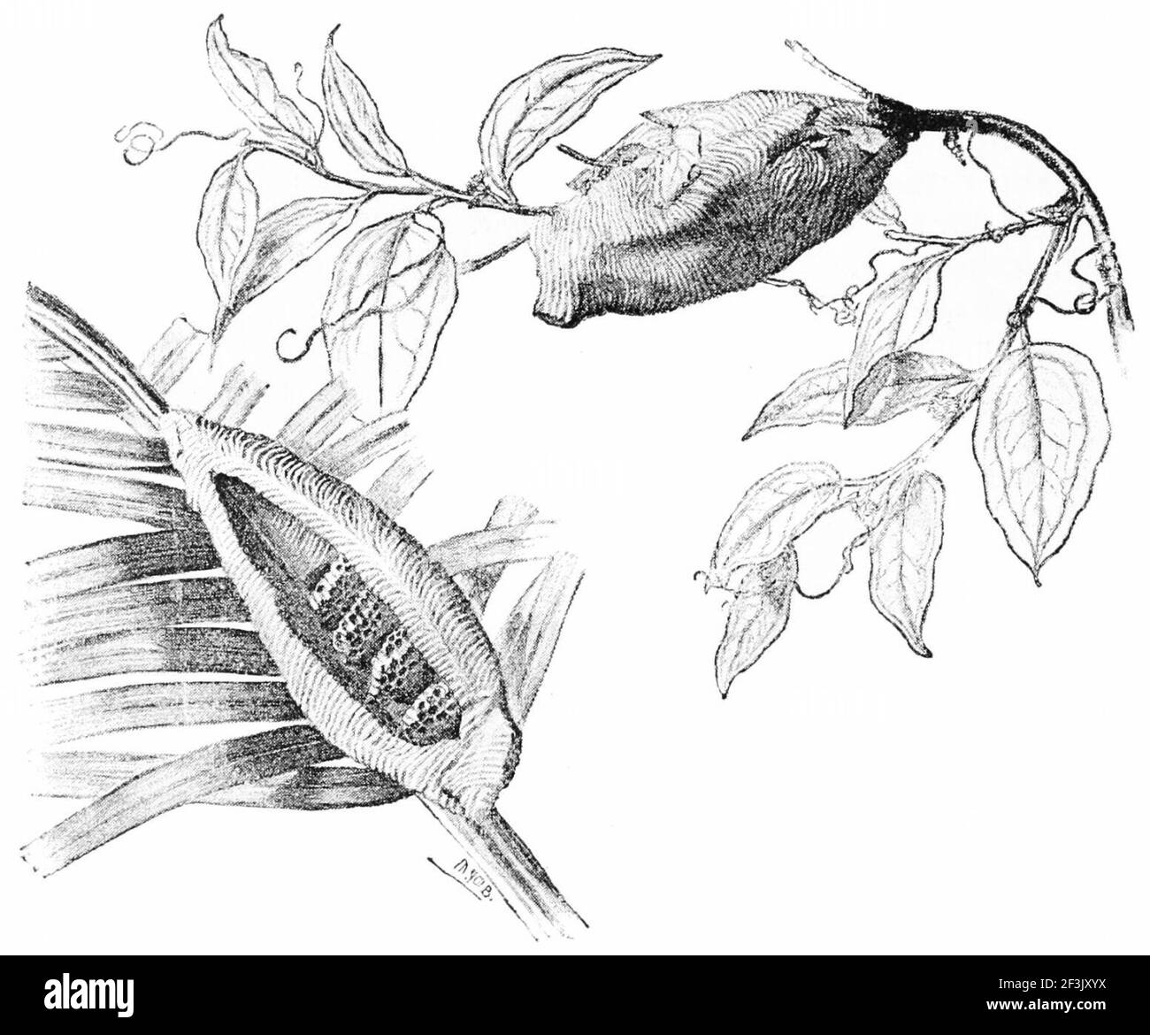 Interior and exterior of a wasp nest Stock Photo - Alamy