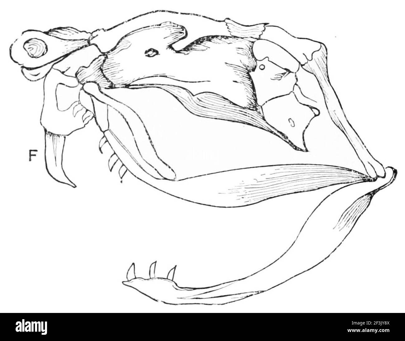 Skull of poisonous snake Stock Photo - Alamy