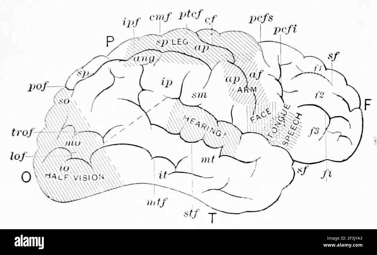 Charts of control of the brain 1 Stock Photo - Alamy