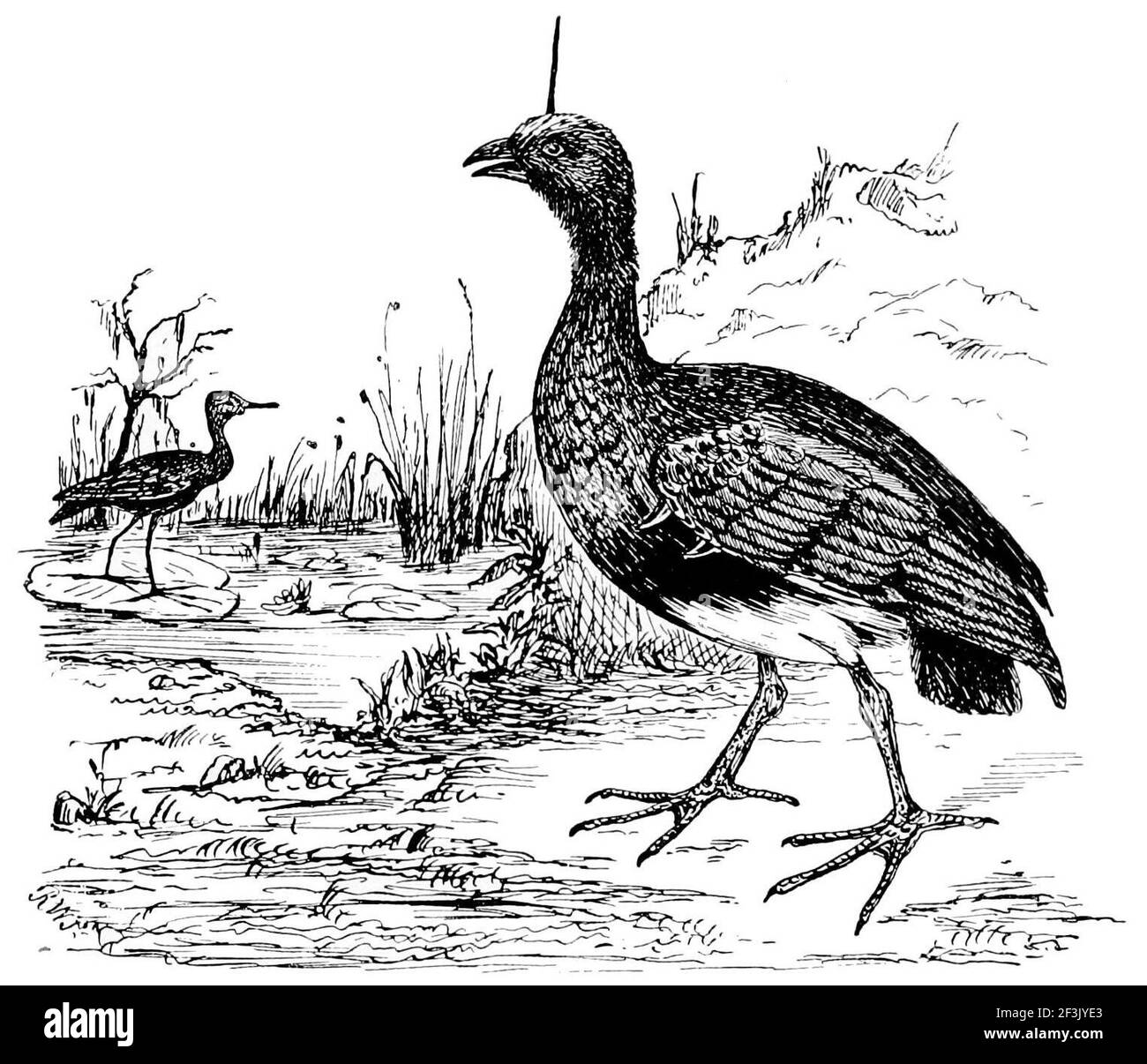 The screamer palamedea cornuta with a jacana in the background Stock ...