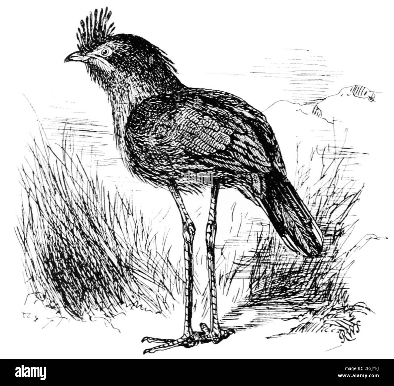 The sereima dicholophus cristatus Stock Photo - Alamy