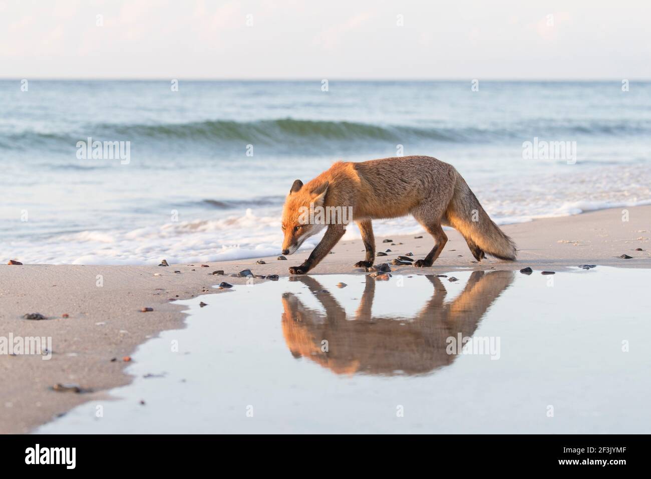 Red fox reflection vulpes vulpes hi-res stock photography and images - Alamy