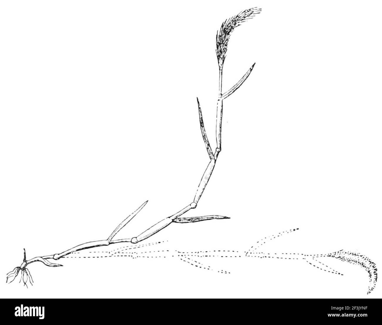 Upward curvature of grass culm in horizontal position Stock Photo - Alamy