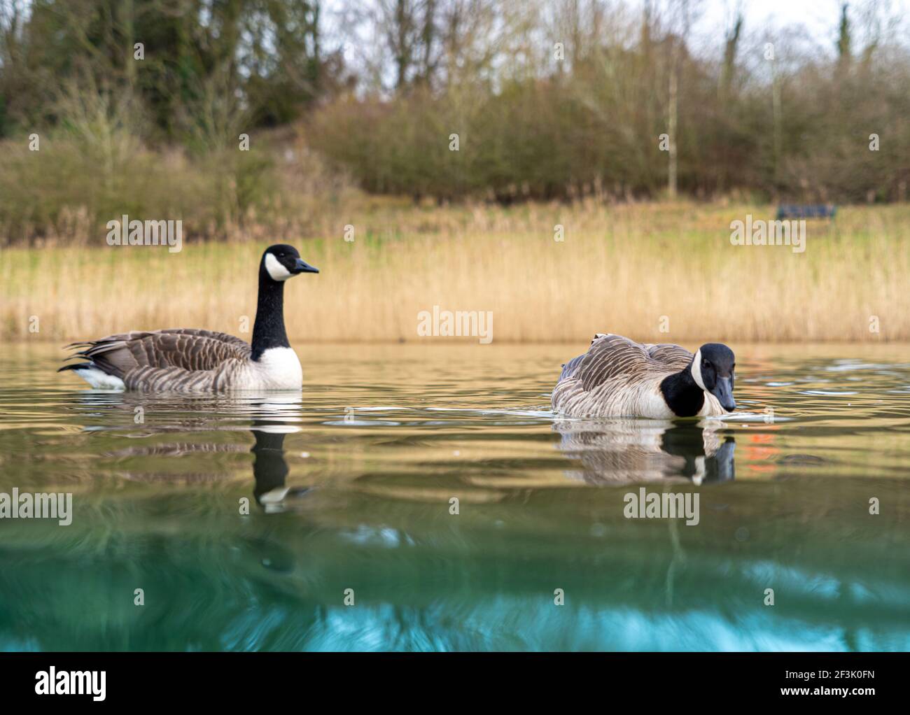 Canadian Geese Goose Low Level close up water level view portrait ...