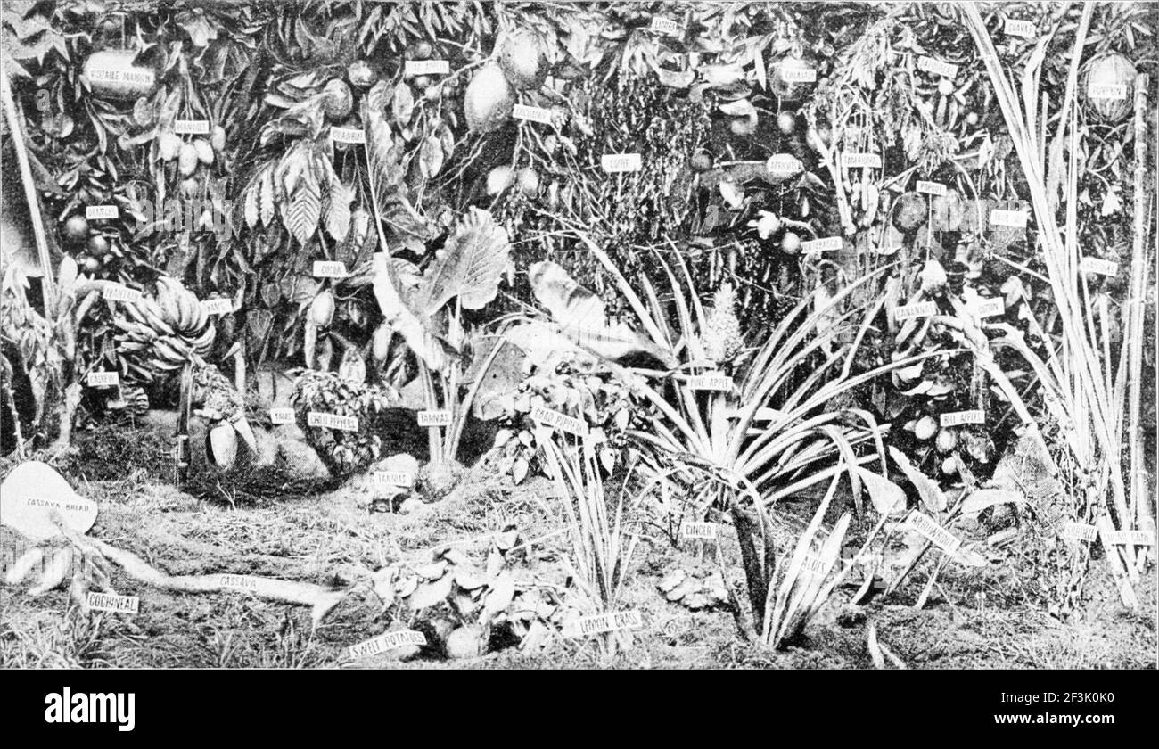 Vegetable products of venezuela Stock Photo - Alamy