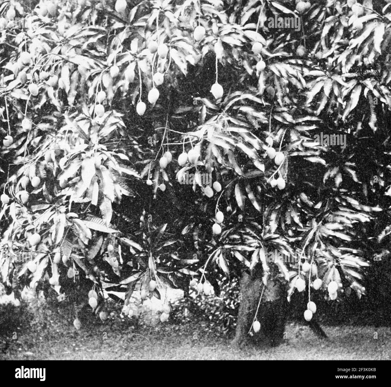Mango tree Black and White Stock Photos & Images - Alamy