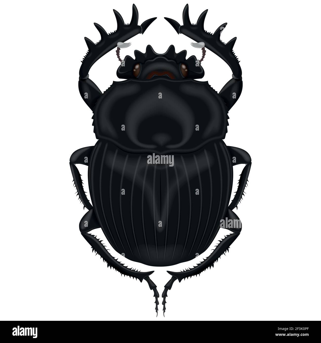 Ancient insect biology Stock Vector Images - Alamy