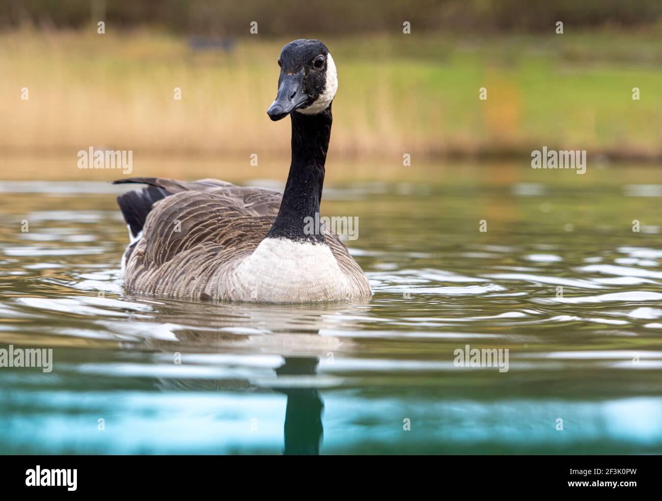 Canadian Geese Goose Low Level close up water level view portrait ...