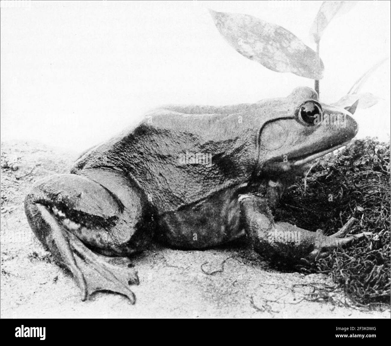 Bullfrog Black and White Stock Photos & Images - Alamy