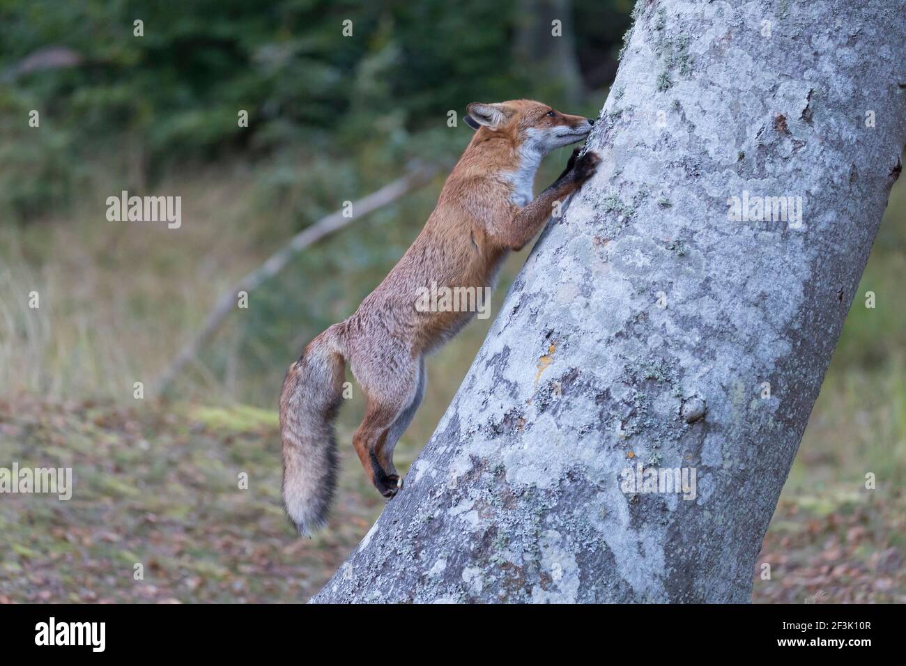 Red Fox (Vulpes vulpes) climbing up a tree. Mecklenburg-Western ...
