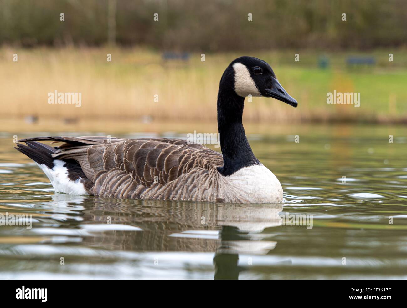 Canadian Geese Goose Low Level close up water level view portrait ...