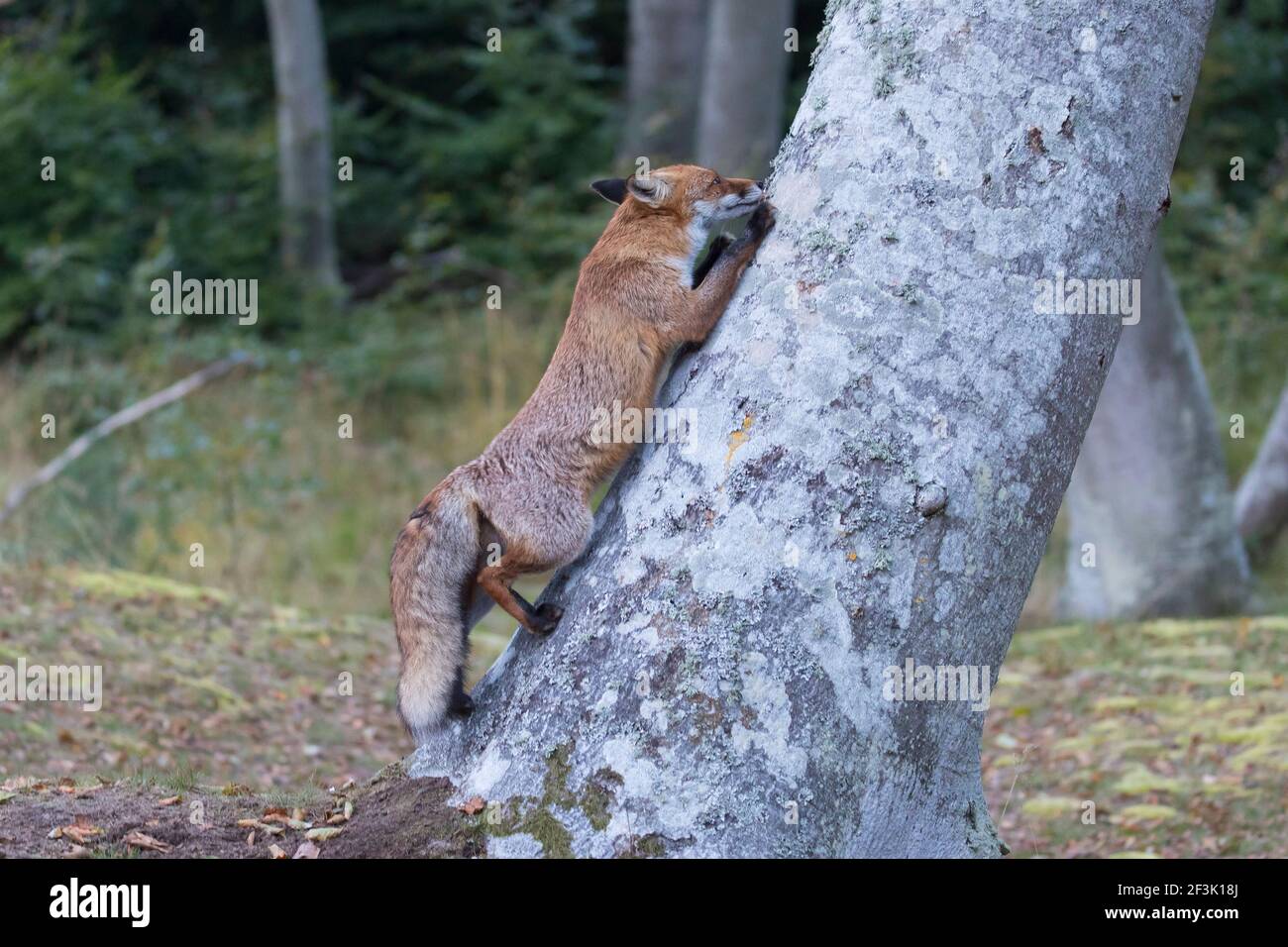 Red Fox (Vulpes vulpes) climbing up a tree. Mecklenburg-Western ...