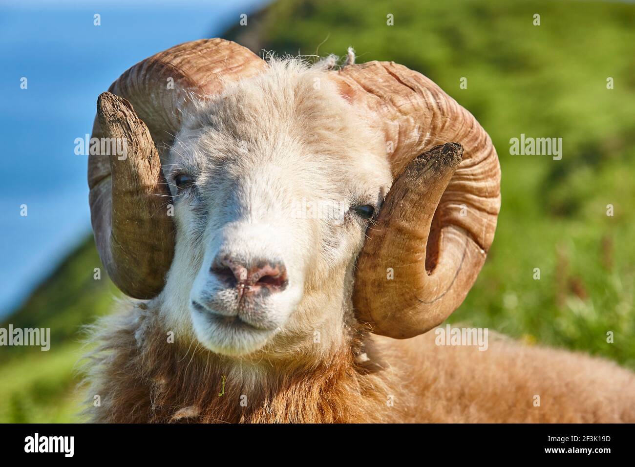 Sheep lamb head detail grazing on the Faroe islands green meadows Stock ...