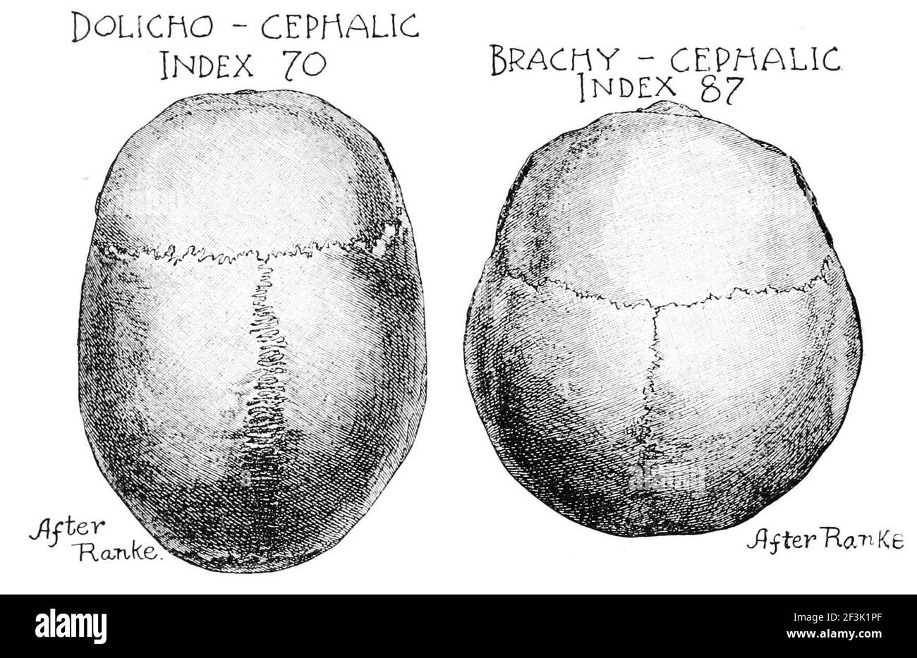 Mesocephalic indexes of racial classification Stock Photo - Alamy