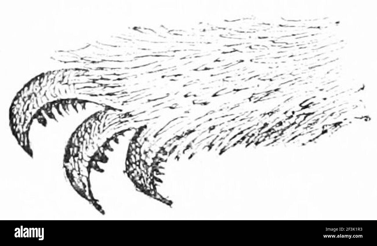 Spider claw enlarged Stock Photo - Alamy