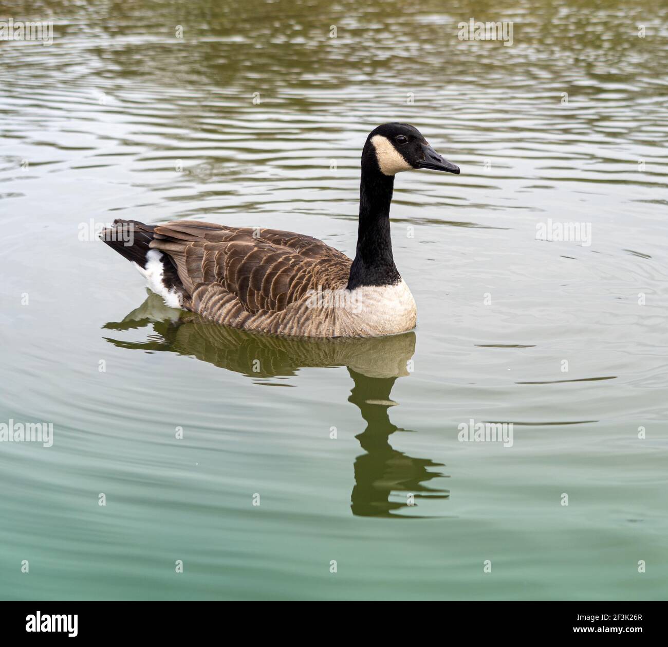 Canadian Geese Goose Low Level close up water level view portrait ...